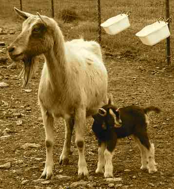 Accademia sarda di storia di cultura e di lingua » Blog Archive ...